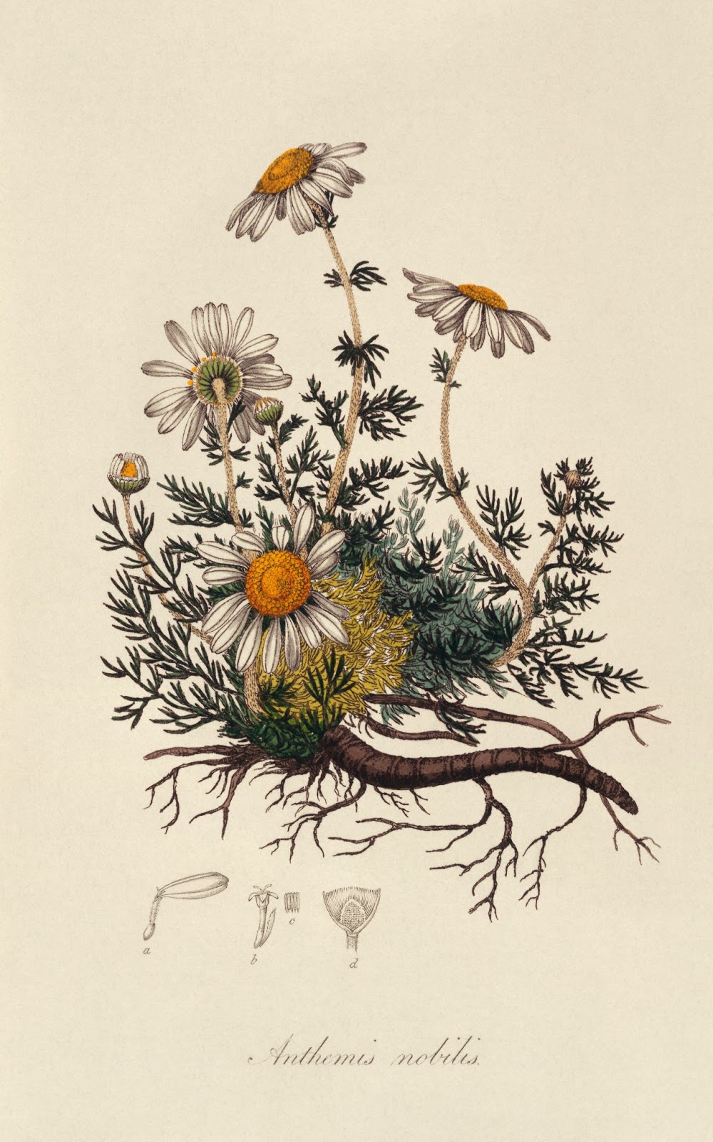 Elenor's Island: Illustration: Botanical Inspiration
