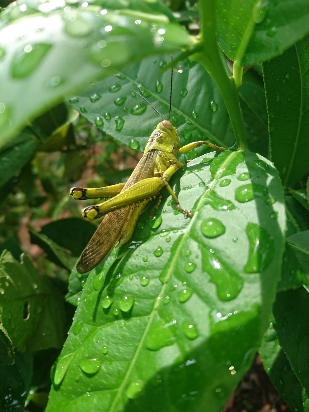 grasshopper drinking rain water up leaf lemon tree