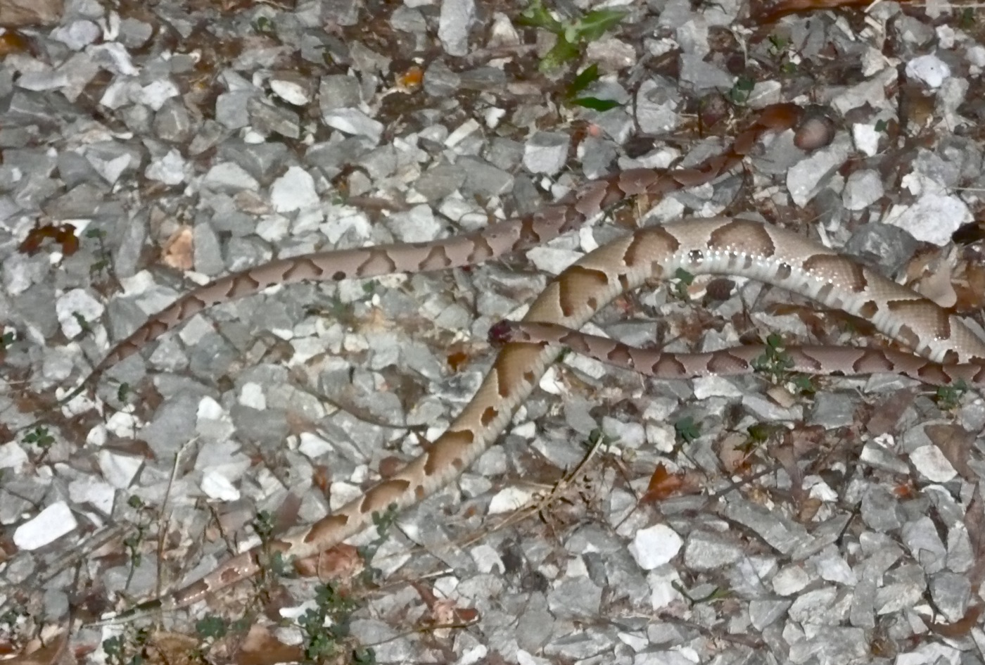 Springfield Plateau: Copperhead Clusters