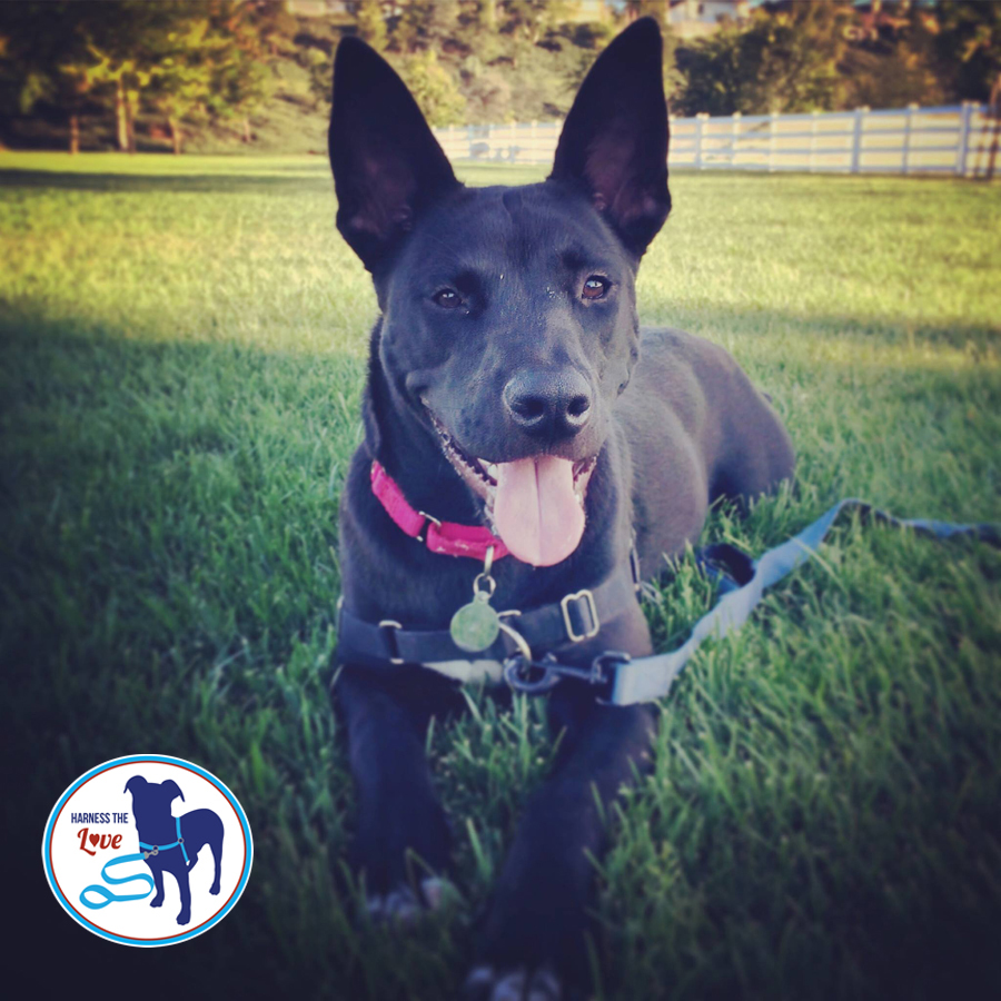 Dog The Best friend: Happy Dogs Inward Harnesses: Photos