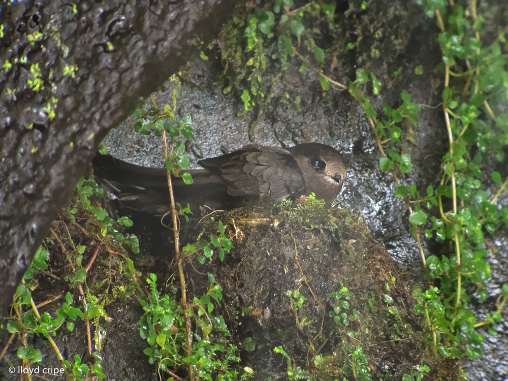 Spot-fronted Swift, a species new for Panama, plus more nesting ...