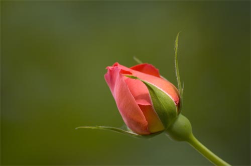 Bud Into a Rose: Grow