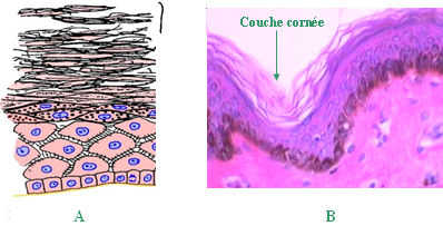 Épithélium de revêtement Cours | Bio faculté