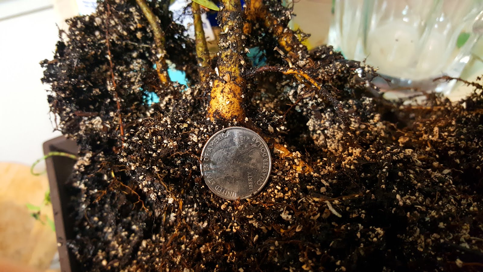 Bonsai-misadventures: Grow a fig tree from seed, Moreton bay ficus ...