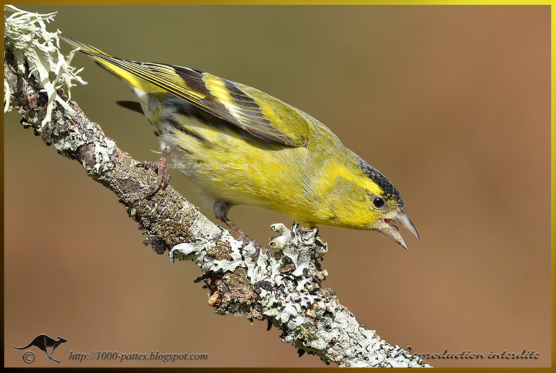 WILDLIFE GATEWAY: Titi-tarins... sans Rominet!