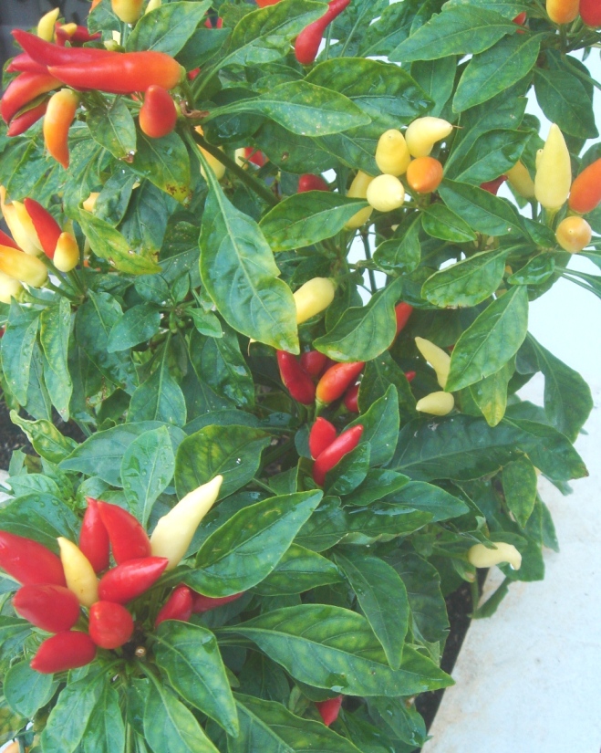 Dunia Kita: Budidaya Cabe