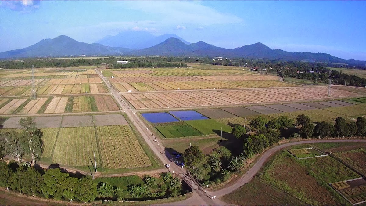 A Birder in The Philippines: My patch - Birding at IRRI