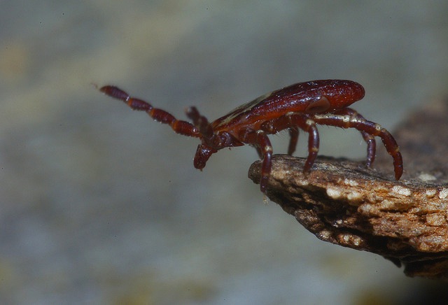 Springfield Plateau: Questing Tick