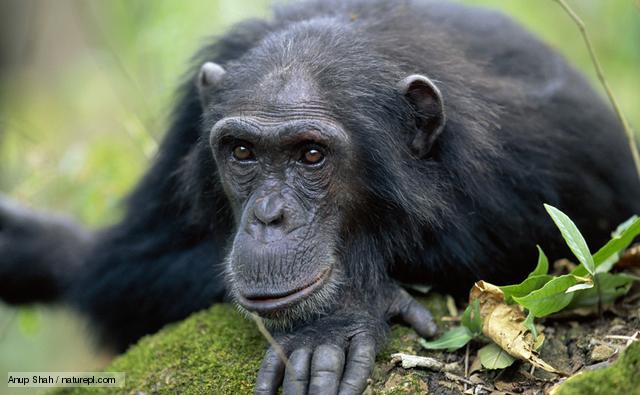 Chimpanzee | Animal Wildlife