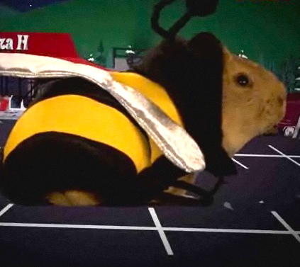 [Request fulfilled] Guinea pig + Bee = SO MUCH NOPE : r/HybridAnimals
