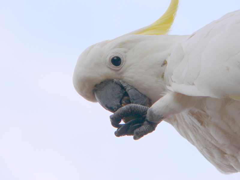 Ian Fraser, talking naturally: The Wonderful World of Cockies