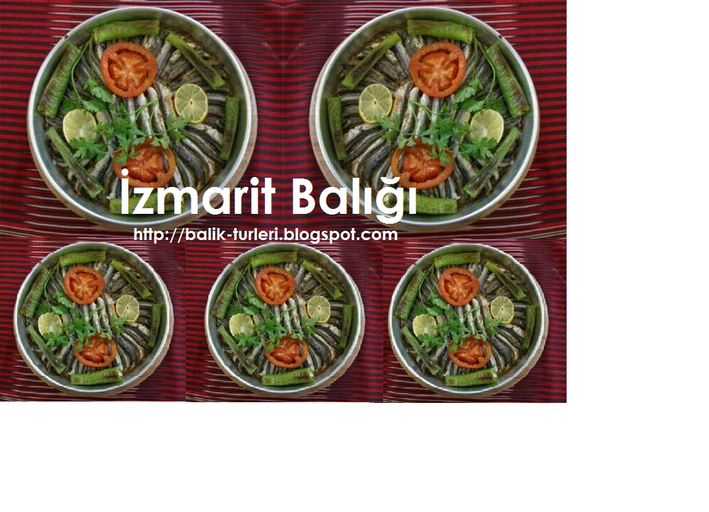 Balık Türleri, Balık Çeşitleri, Balıklar, Deniz: İzmarit Balığı ...