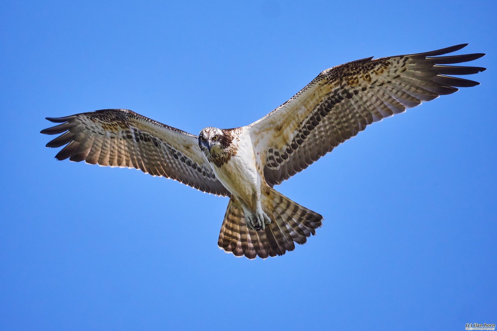Osprey in Flight