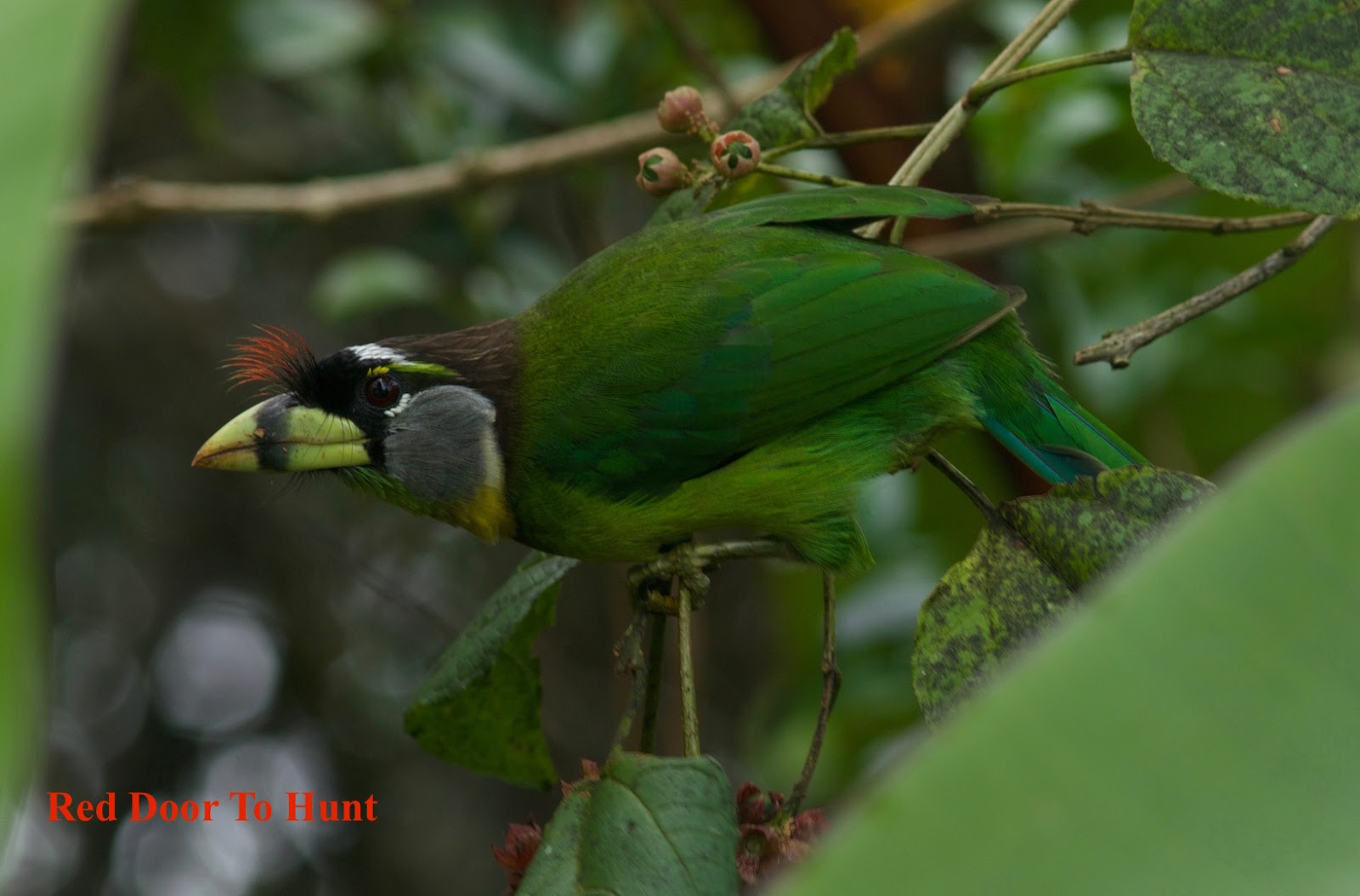 RED Door To Hunt: SENARAI BURUNG DIKAWASAN HUTAN SIMPAN GUNUNG STONG ...