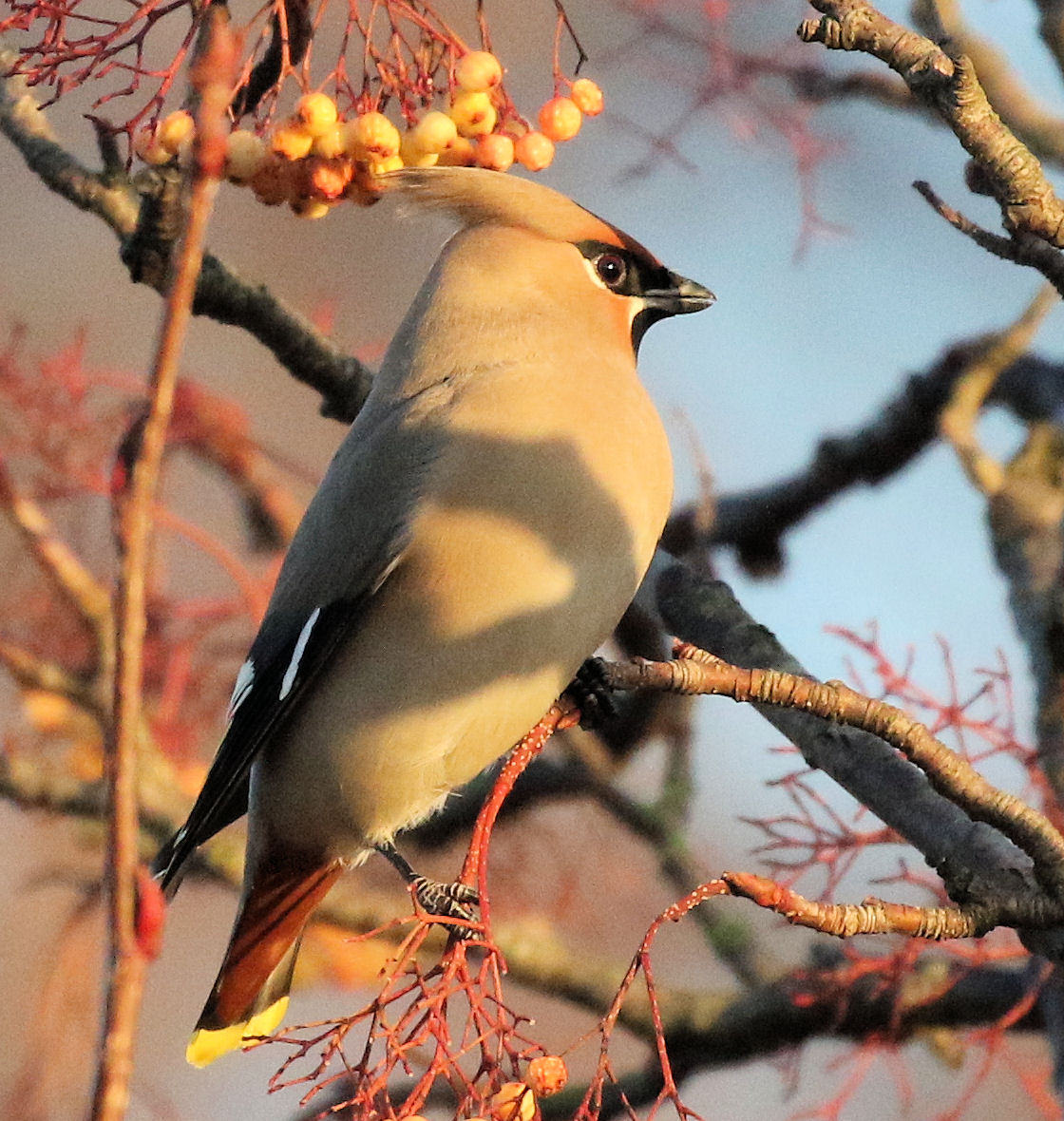 Birding with Flowers: Holiday Waxwings