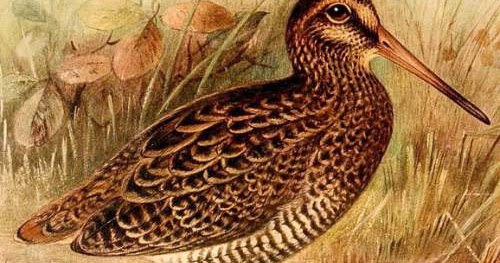 Wood snipe | Birds of India | Bird World