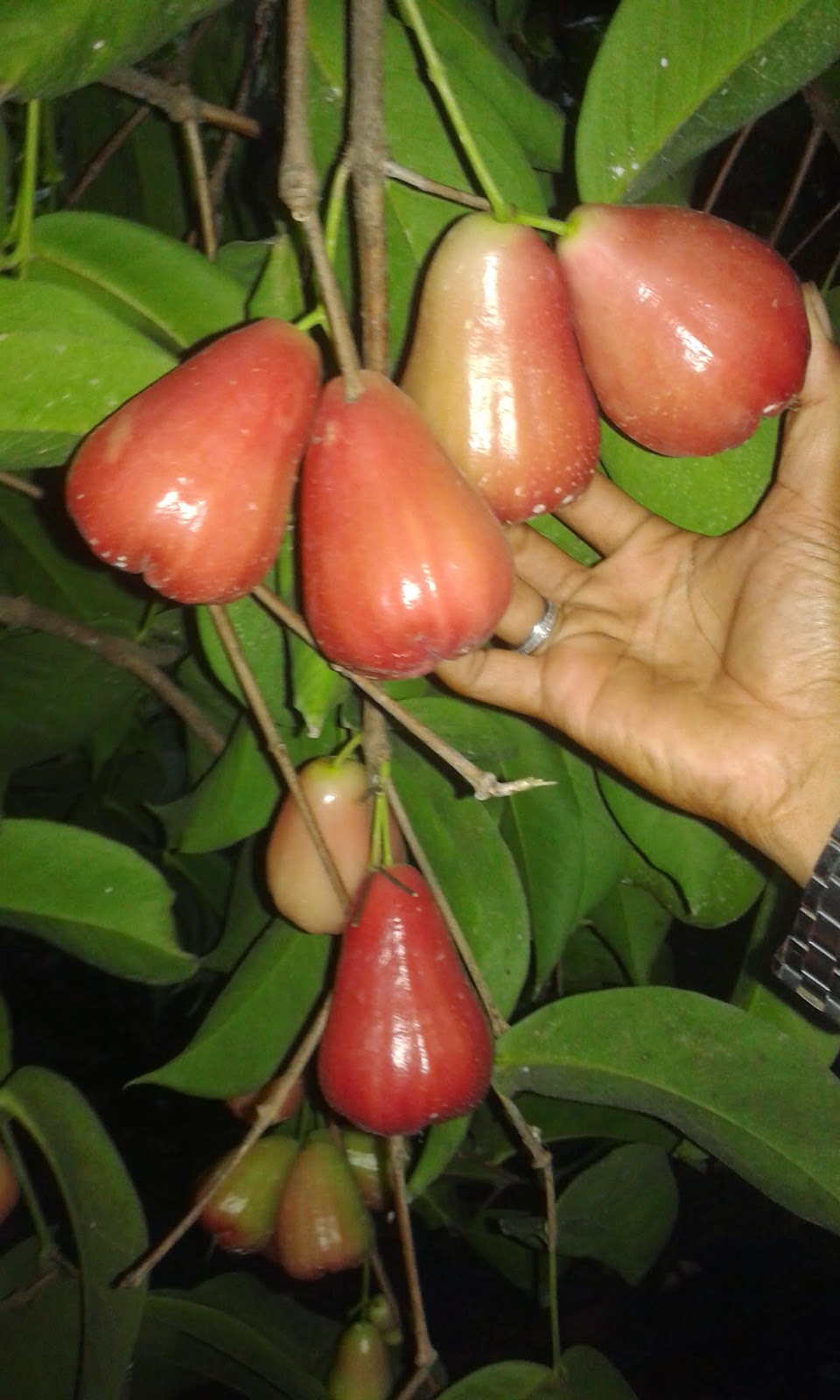 Tamora Unggul Nursery wa : 082167783577: Jambu air mutiara merah