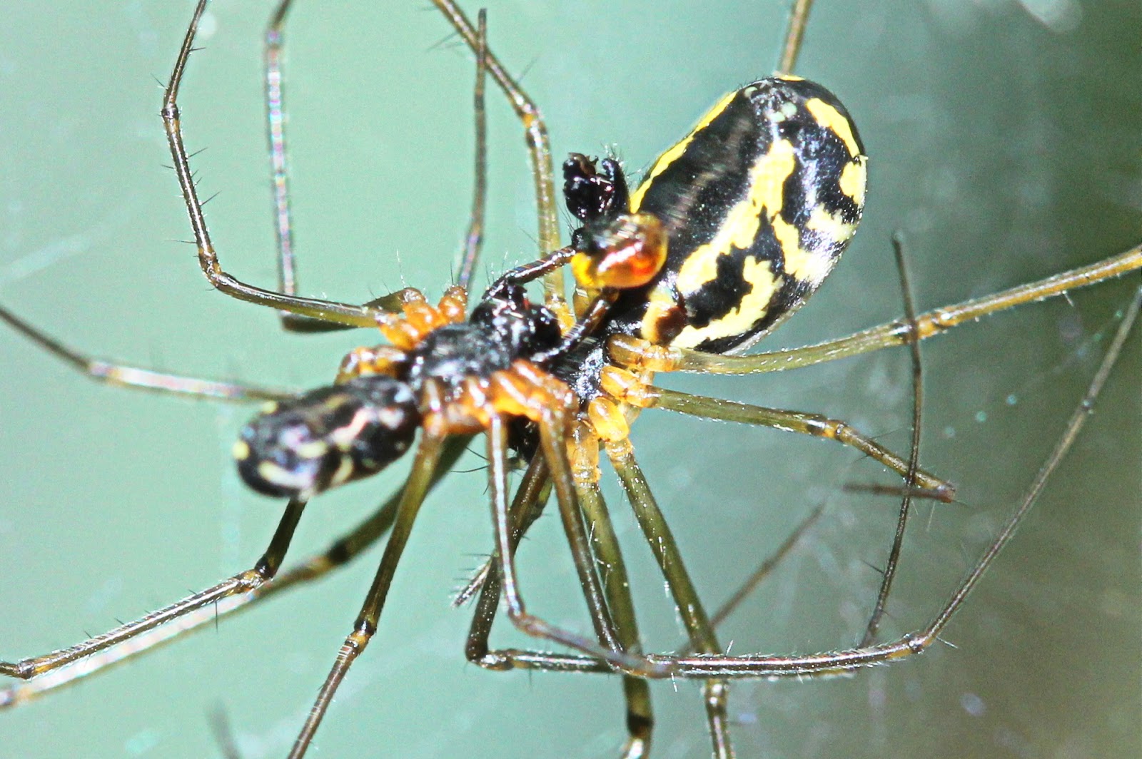 Mon coeur au Sud: reproduction des araignées