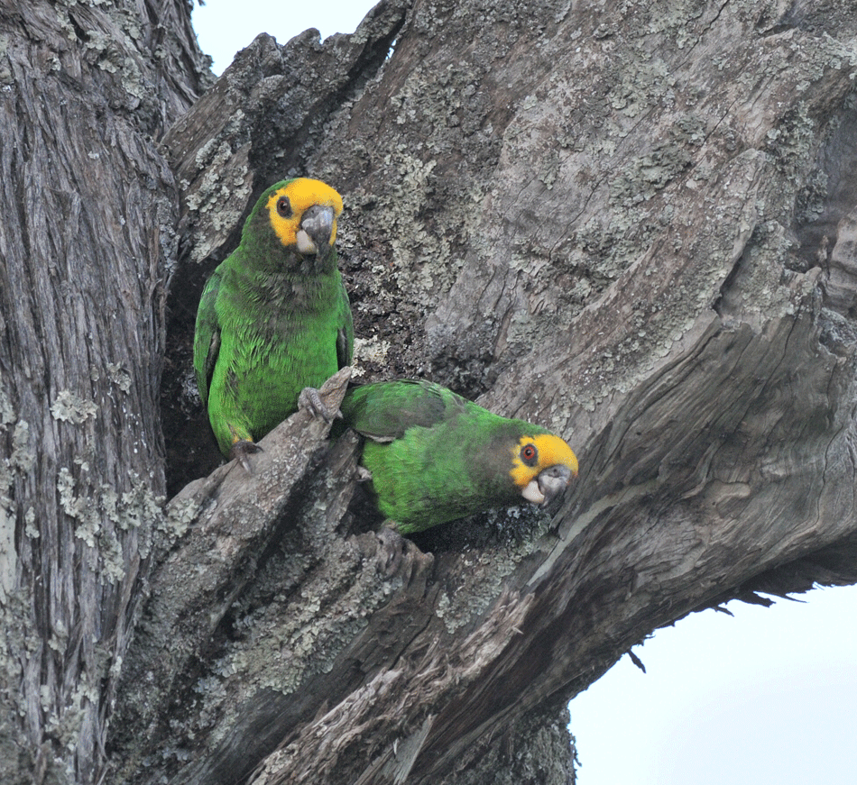 ZOOTHERA BIRDING BLOG: Bale Mountains - Sanetti Plateau