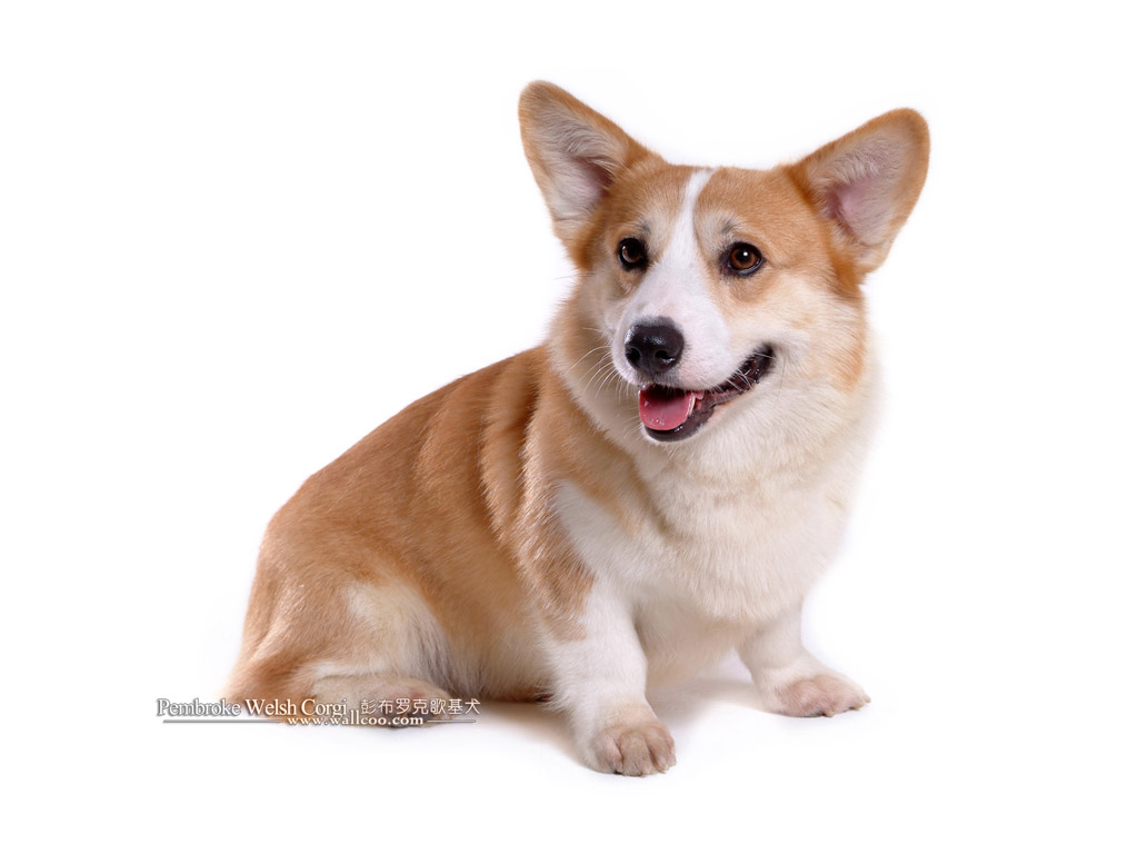 welsh corgis pembroke - PUPPIEz