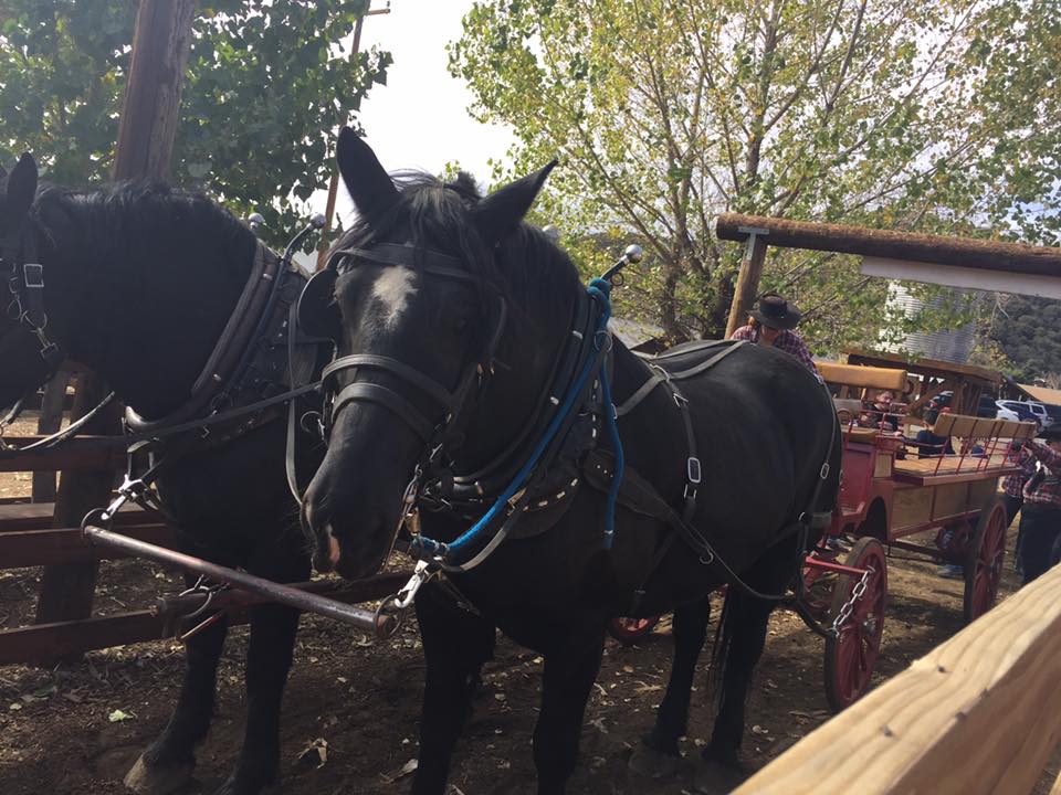 In My Shoes: Los Rios Ranch Apple Picking Birthday Review