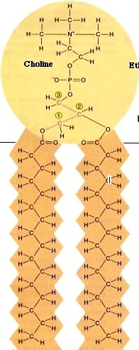 BIOQUIMICA: ¿Que son los Glucolipidos?