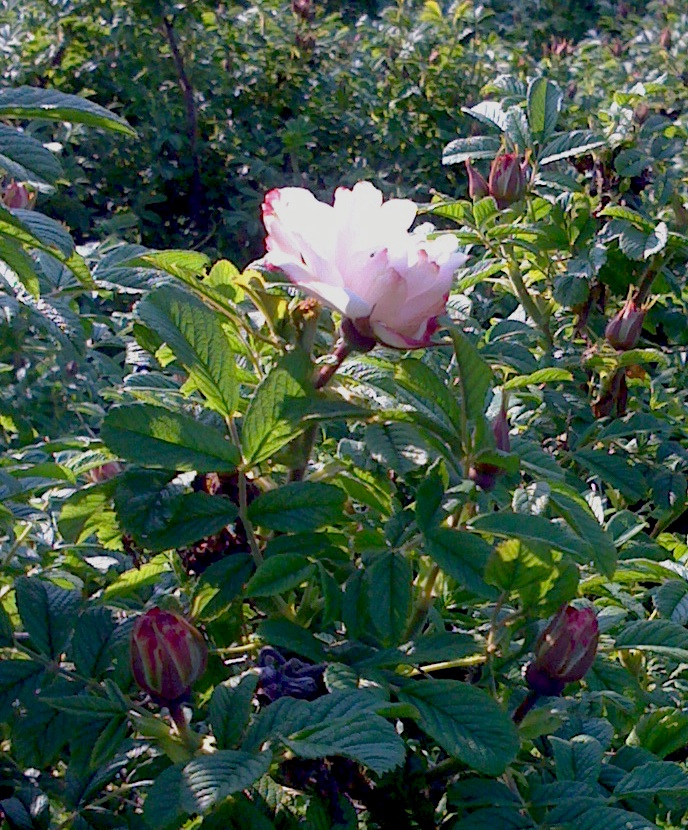 Roses for English Gardens: Rose 'Henry Hudson' and the Explorer series