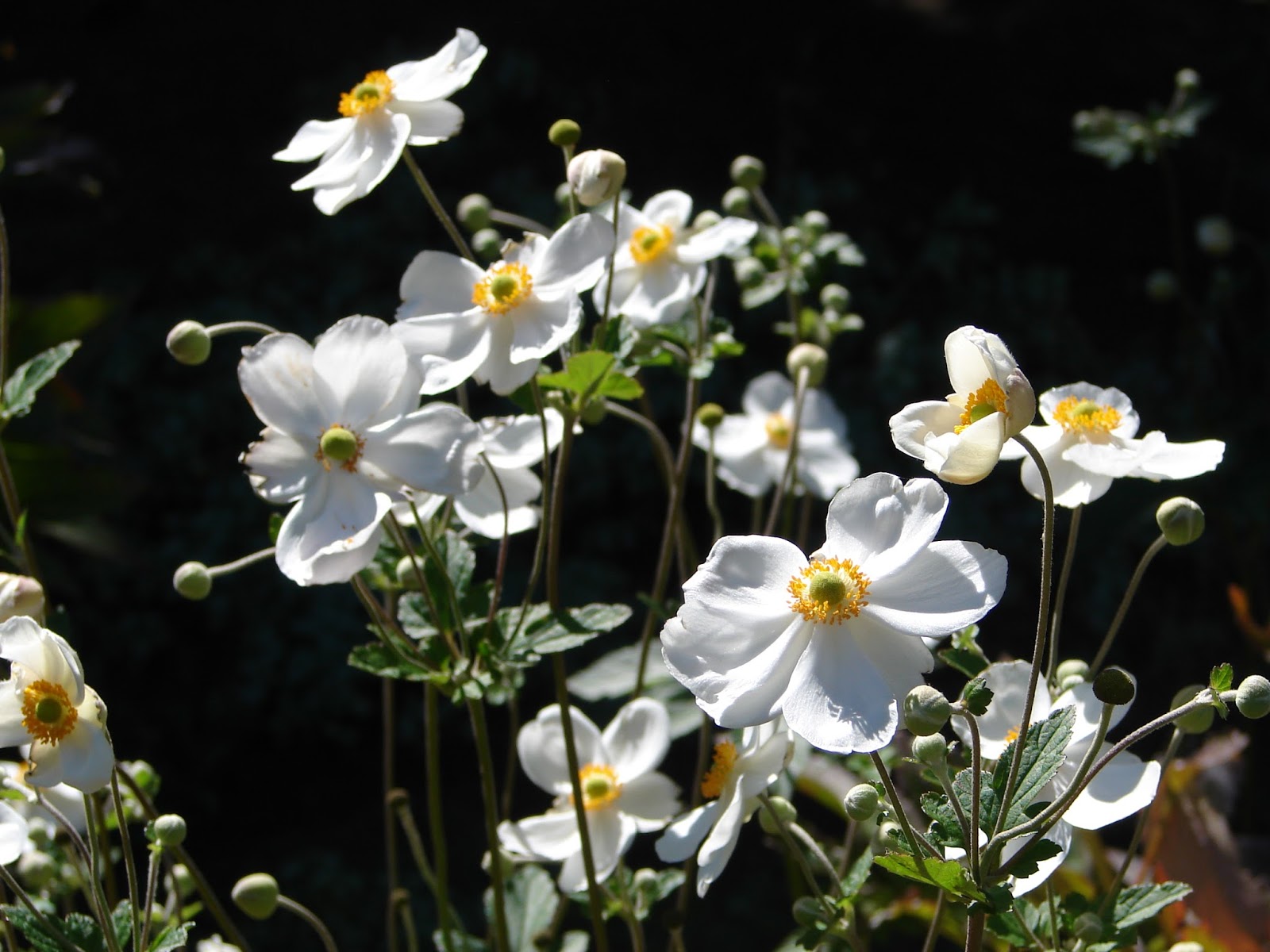 New Utah Gardener: Fall Blooming Anemone - Flowers In September and ...
