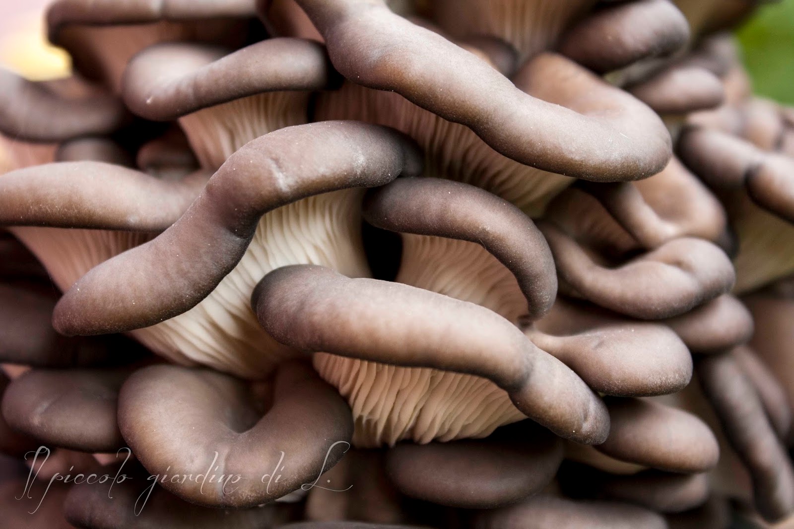 Il piccolo giardino di L.: Funghi fai da te: balle seminate da tenere ...