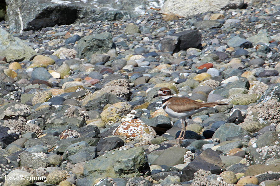 Similk Bay Shorebirds