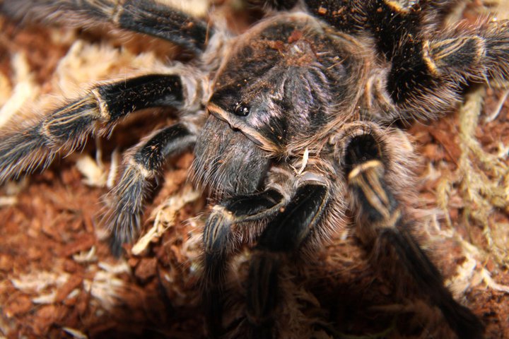 Bugs N Things: Beginner Tarantulas