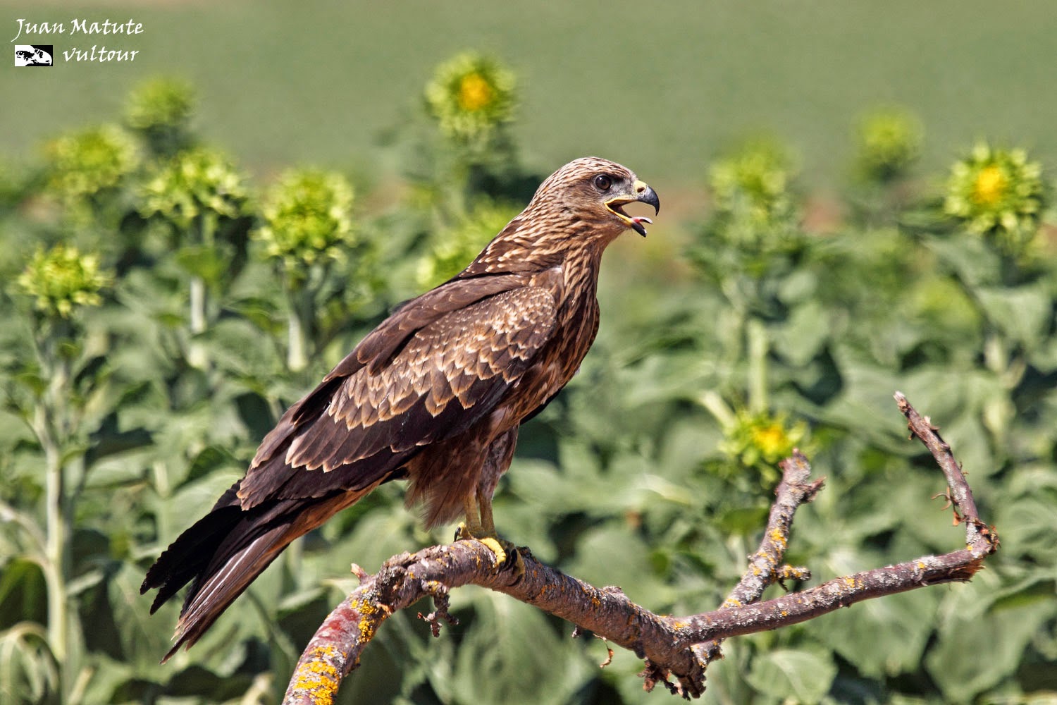 Milanos negros y demás rapaces