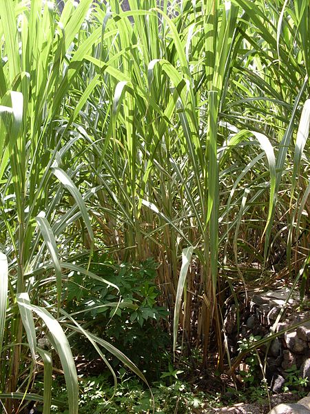 We love Our Bangladesh: Sugar cane(Aakh/Ikkhu/Gendari/Kushor) a source ...