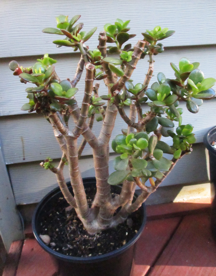 Green Jean: my big jade plant