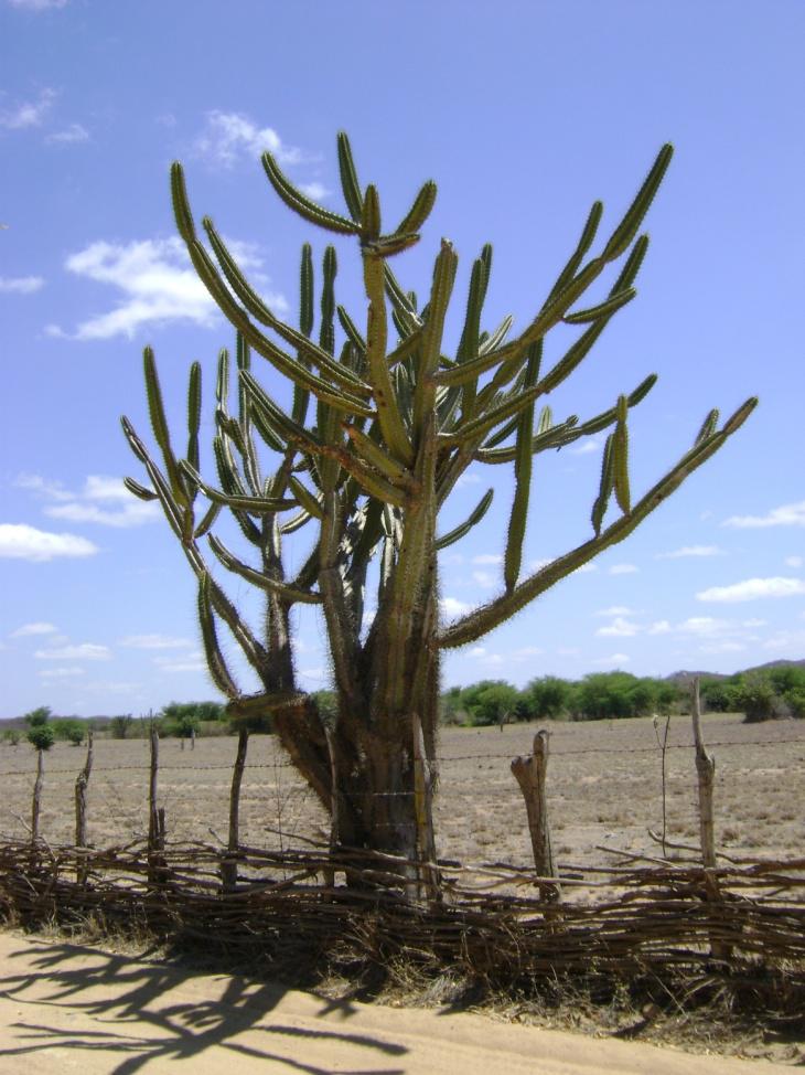 Mandacaru - Cereus jamacaru