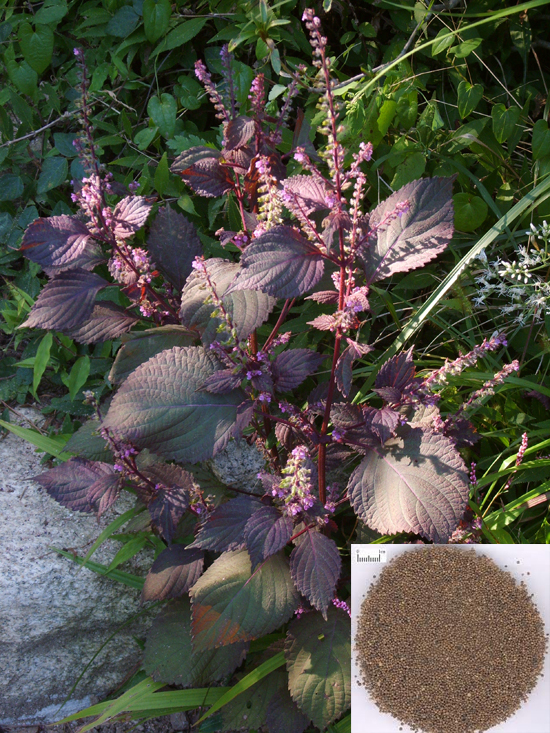 Perilla seed (Suzi)-Perilla frutescens-Fructus Perillae