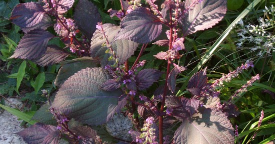 Perilla seed (Suzi)-Perilla frutescens-Fructus Perillae