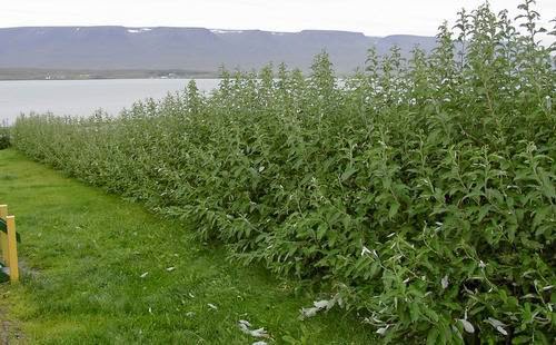 Trees Planet: Salix alaxensis - Alaska willow - Feltleaf Willow