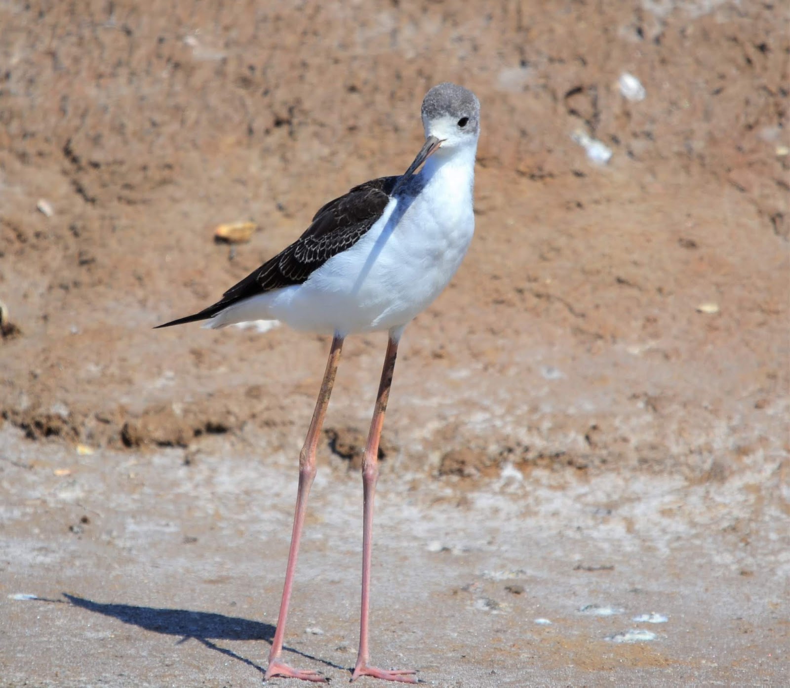TERRA DAS AVES: Pernilongo (Himantopus himantopus)