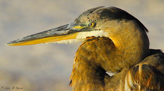 Birding Is Fun!: Birds Eye View