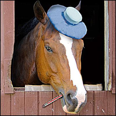 Enfermedades en equinos: GRIPE EQUINA