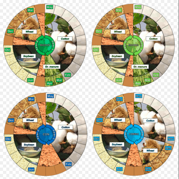 Exploring India with Sally-Ann Cotton : Crop Rotation in Cotton Farming