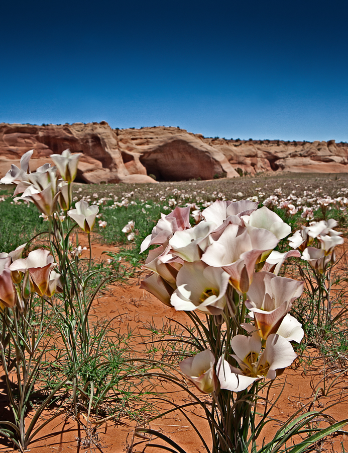 What Karen Sees: Sea of Sego Lilies