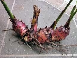 44+ Gambar Tanaman Ganyong yang Wajib Diketahui - Informasi Seputar ...