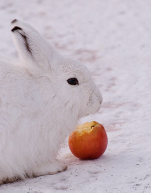 Animals Wikipedia: Polar Rabbit ( Arctic Hare )