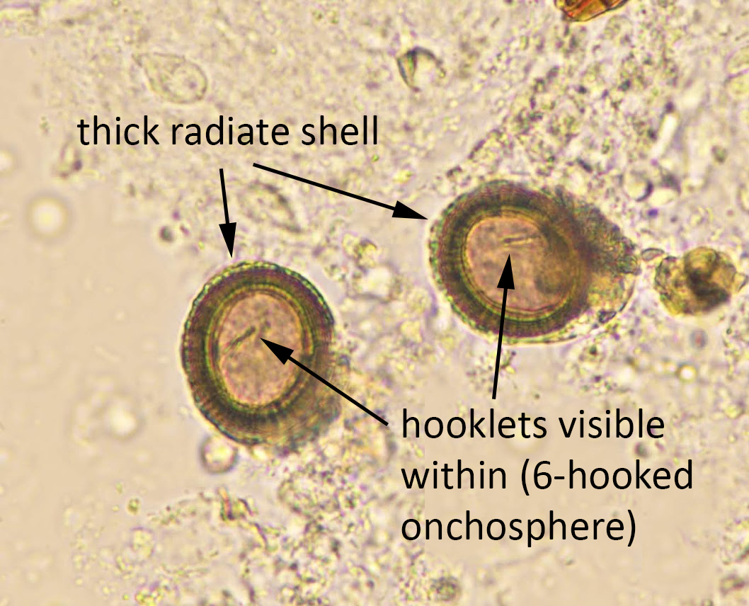 Creepy Dreadful Wonderful Parasites: June 2018
