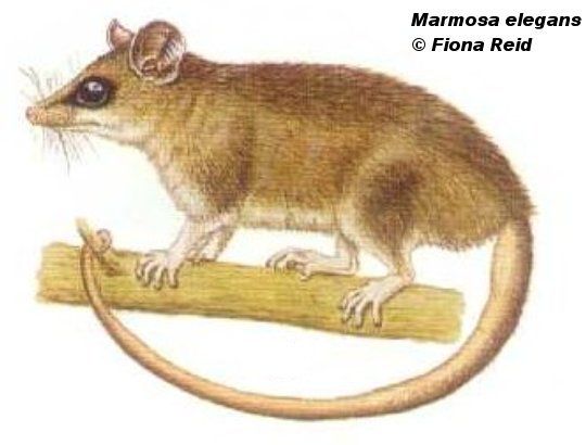 Argentina nativa: Marmosa elegante (Marmosa elegans)*