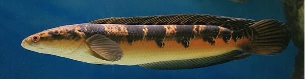 IKAN AIR TAWAR MALAYSIA: IKAN TOMAN BUNGA