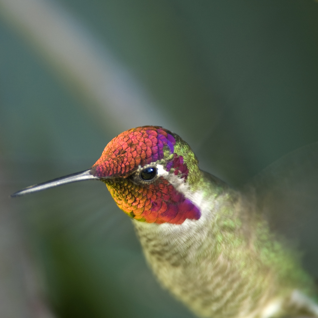 School Of Digital Photography: Tips For Photographing Hummingbirds