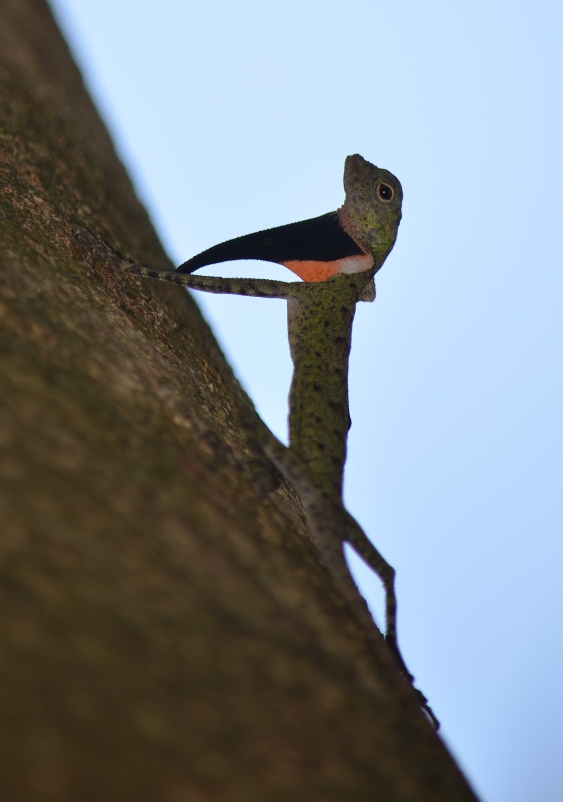 Wildlife of S. E. Asia and S. America. A Photo Journal by Francis ...